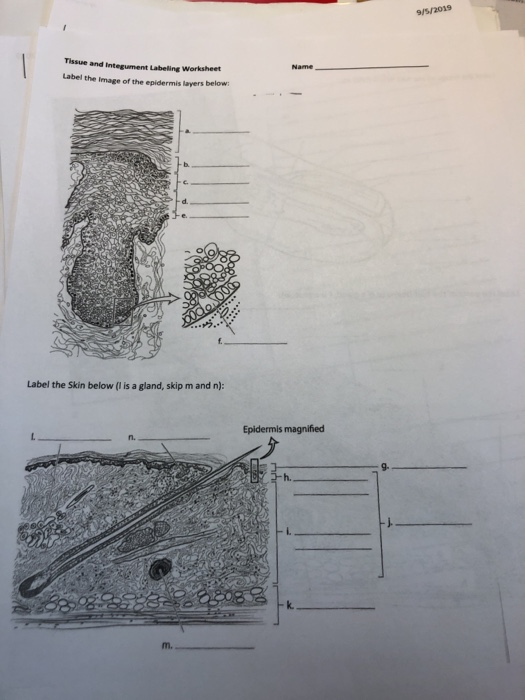 Solved 9/5/2015 Tissue and Integument Labeling worksheet | Chegg.com