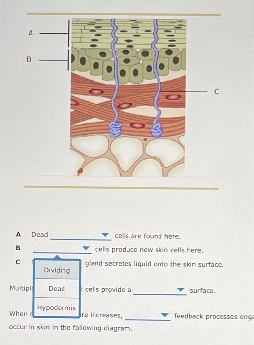 Solved 1. Human skin and homeostasis The following diagram | Chegg.com
