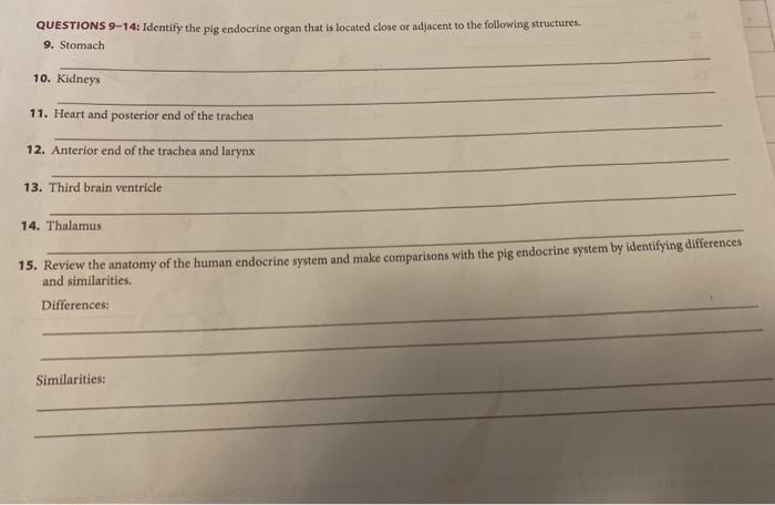 Solved QUESTIONS 9-14: Identify the pig endocrine organ that | Chegg.com