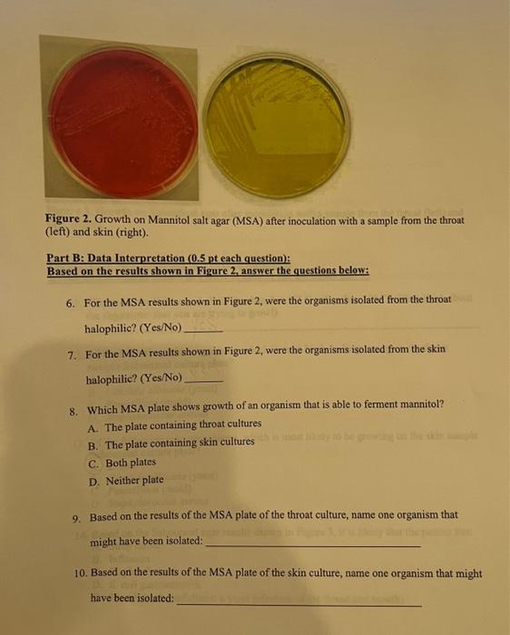 Solved Figure 2. Growth on Mannitol salt agar (MSA) after | Chegg.com