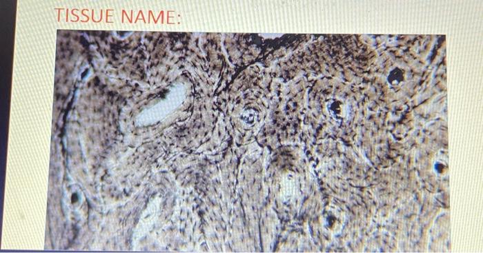 Solved TISSUE NAME: | Chegg.com