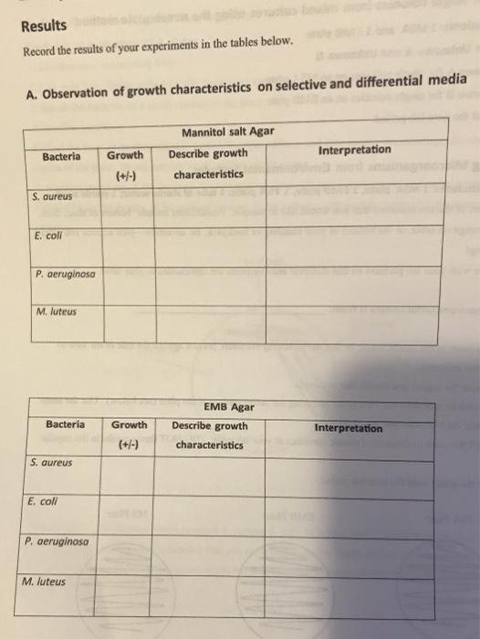 Solved Results A: Staphylococcus aureus on MSA Micrococcus | Chegg.com
