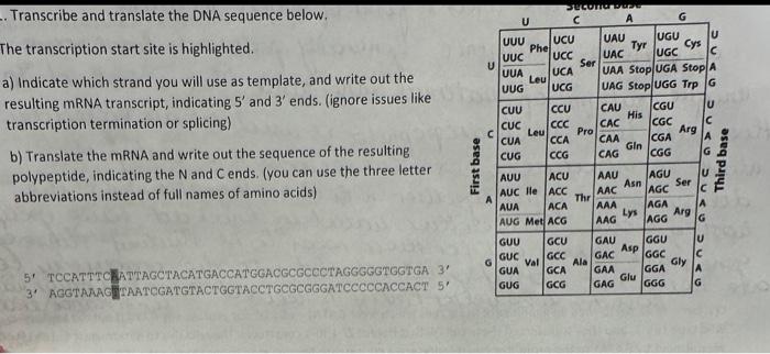 Solved Transcribe and translate the DNA sequence below. The | Chegg.com