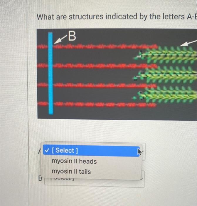 Solved What are structures indicated by the letters A-B? | Chegg.com