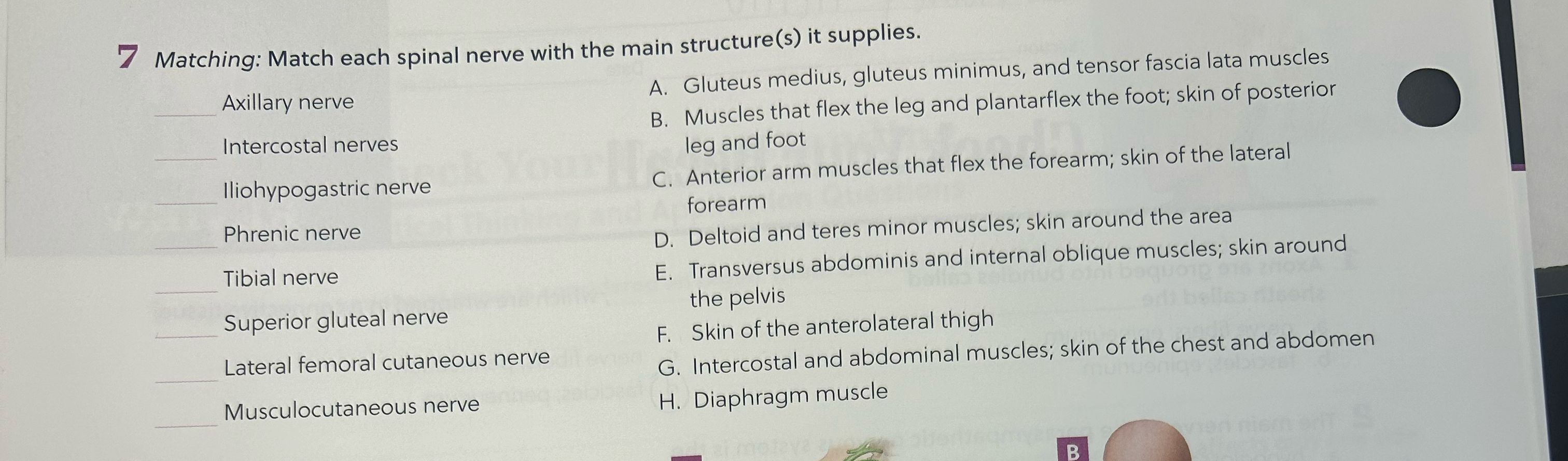 Solved 7 ﻿Matching: Match each spinal nerve with the main | Chegg.com