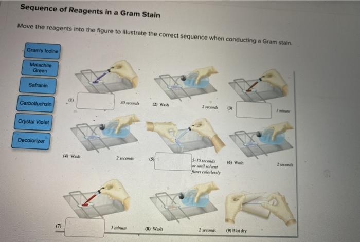 Solved Sequence of Reagents in a Gram Stain 1 Move the | Chegg.com