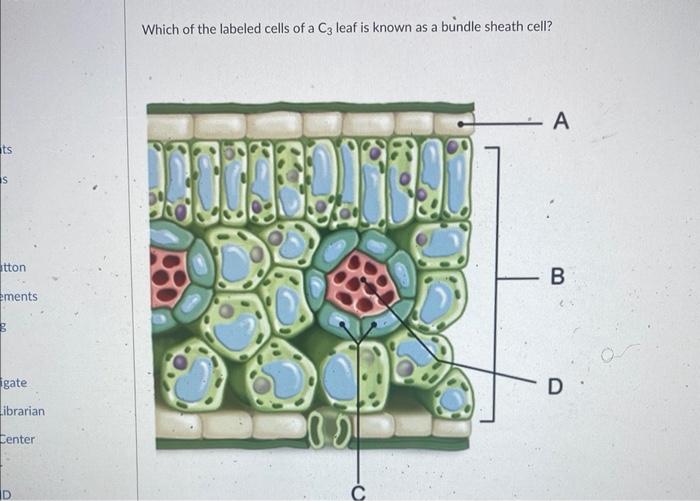 Solved Which of the labeled cells of a C3 leaf is known as a | Chegg.com