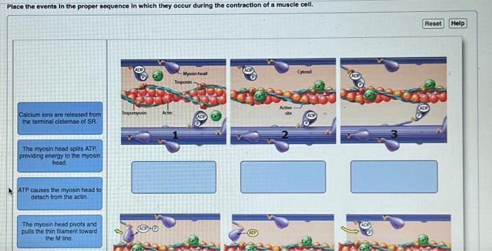 Solved place the events in the proper sequence in which they | Chegg.com