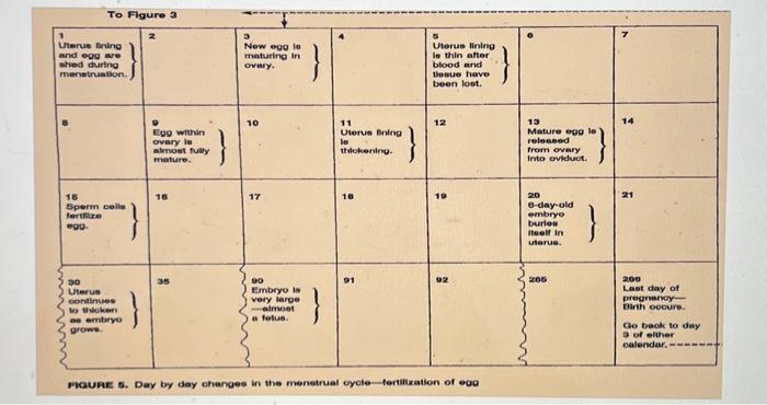 maUpe 6. Day by day changes in the menetrual cyole | Chegg.com