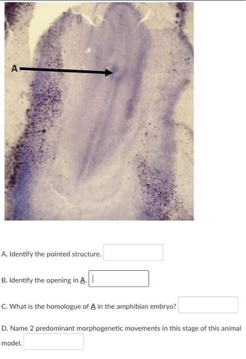 Solved A A. Identify the pointed structure. B. Identify the | Chegg.com