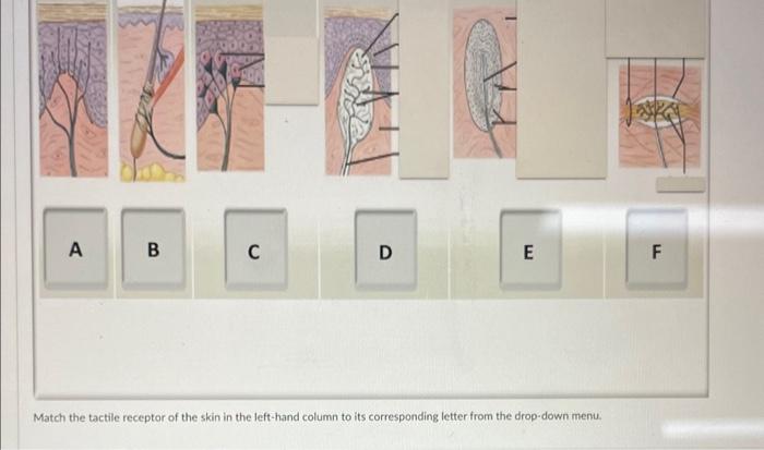 Solved Match the tactile receptor of the skin in the | Chegg.com