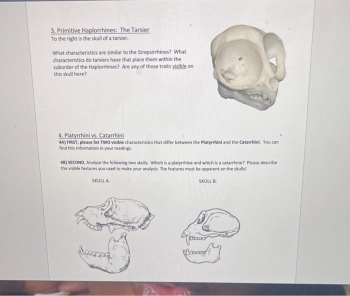 3. Primitive Haplorrhines: The Tarsier To the right | Chegg.com