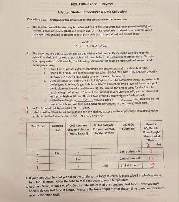 Solved BIOL 1106 - Lab 11 - Enzymes Adapted Student | Chegg.com