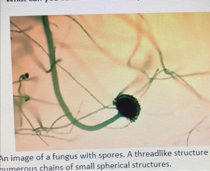 Solved An image of a fungus with spores. A threadlike | Chegg.com