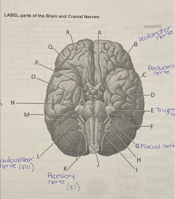 Solved LABEL parts of the Brain and Cranial Nerves: R A | Chegg.com