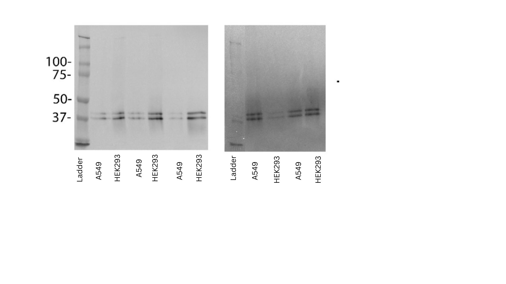 Solved Western blot ERK result figure. accurately describes | Chegg.com