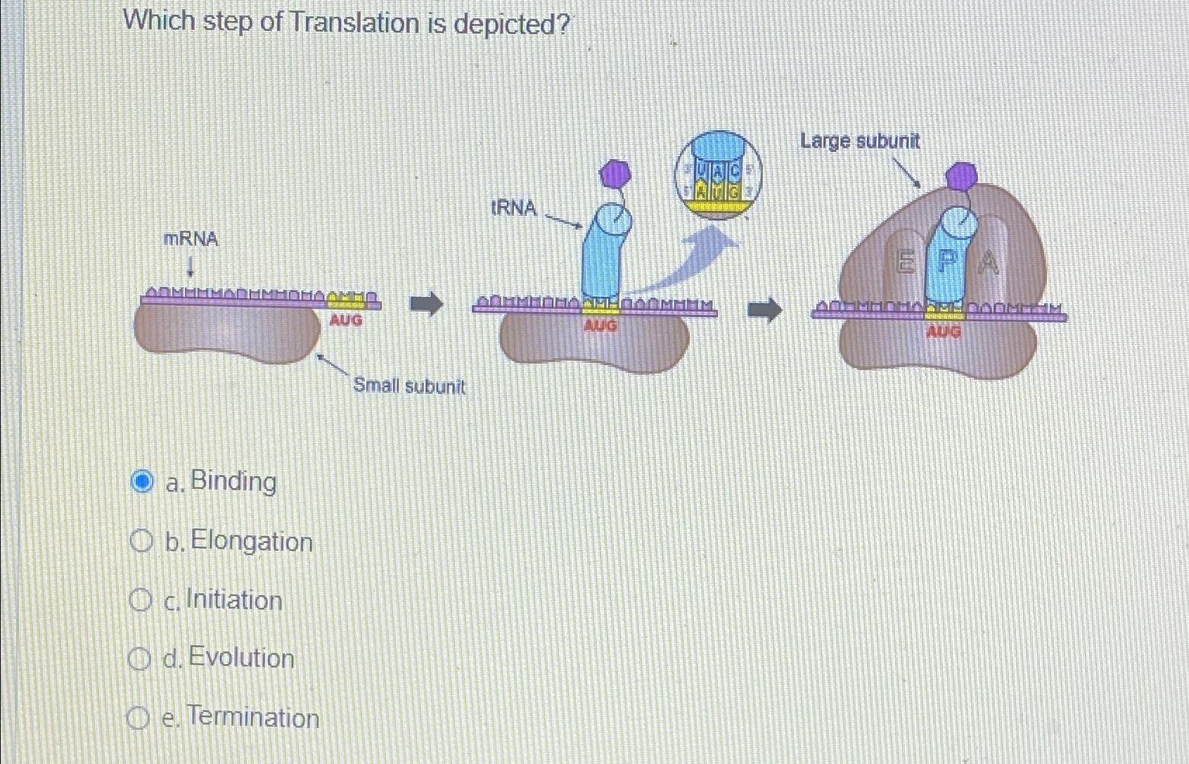 Solved Which step of Translation is depicted?a. ﻿Bindingb. | Chegg.com