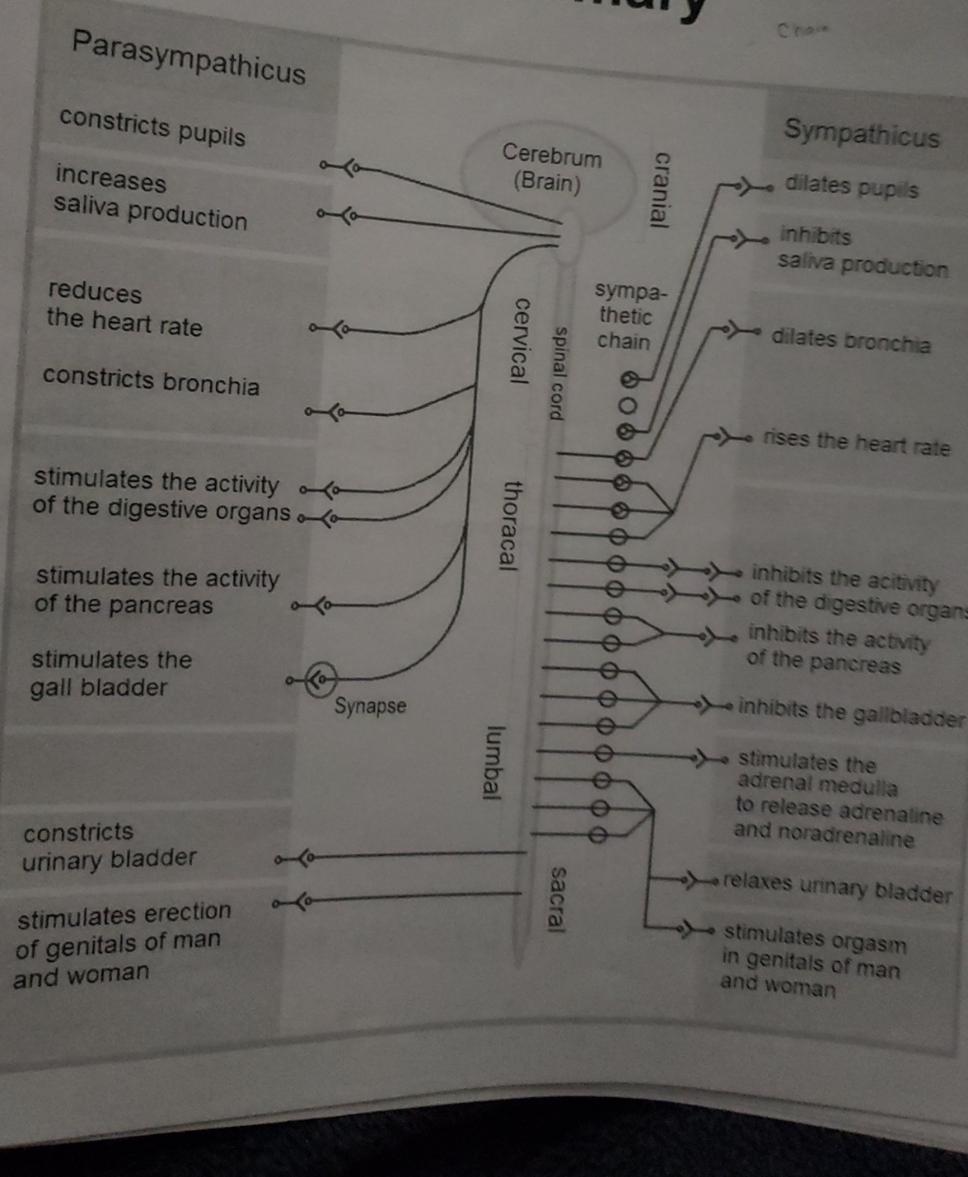 Solved Parasympathicusconstricts pupilsincreasessaliva | Chegg.com