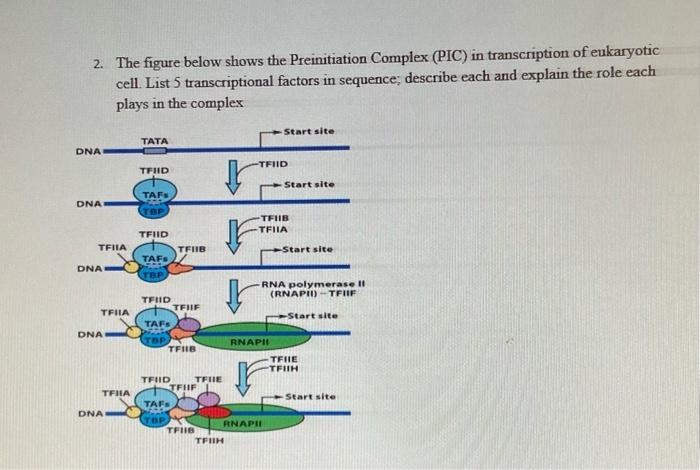 Solved 2. The figure below shows the Preinitiation Complex | Chegg.com