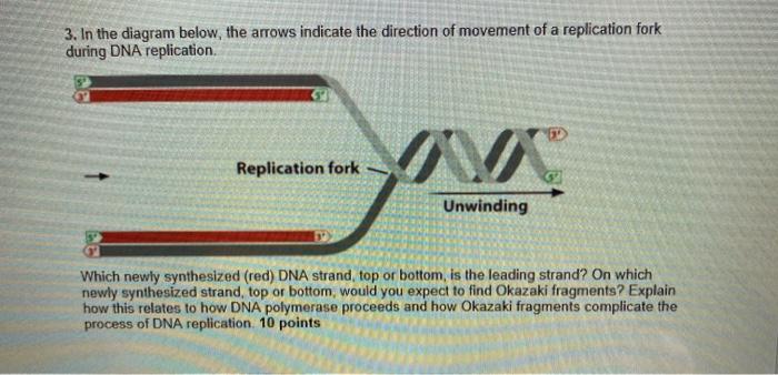 Solved 3. In the diagram below, the arrows indicate the | Chegg.com