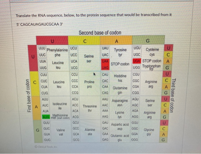 Solved phe Translate the RNA sequence, below, to the protein | Chegg.com