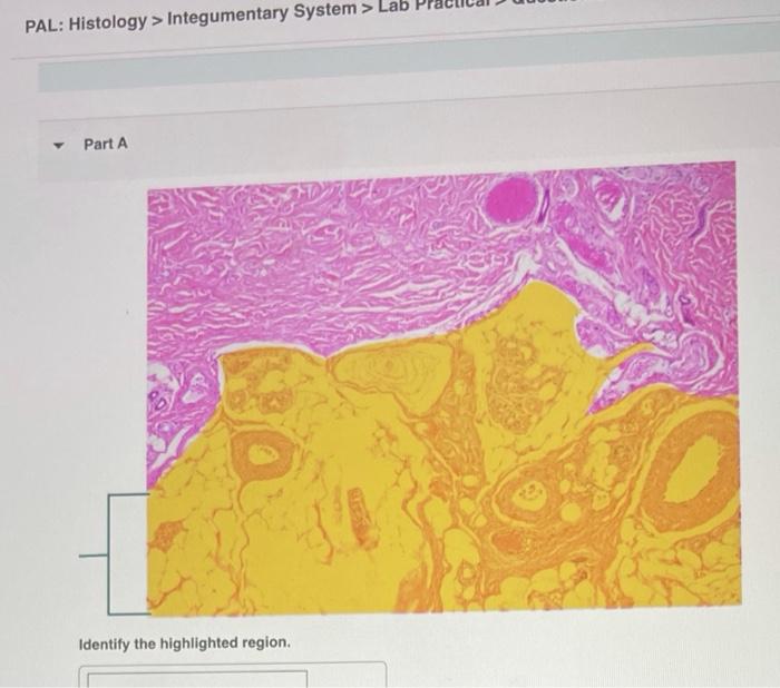 Solved PAL: Histology > Integumentary System > Lab Part A | Chegg.com Solved PAL: Histology > Integumentary System > Lab Part A | Chegg.com