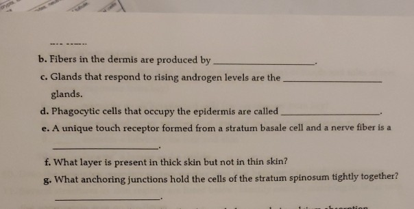 Solved tive tissue 4. Label the skin structures and areas | Chegg.com