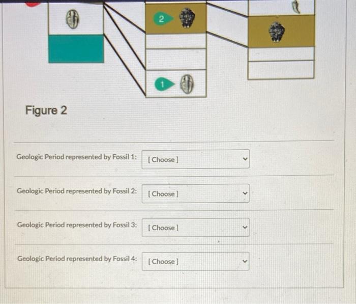 Solved 5. - 8. Match the following numbered fossils from | Chegg.com