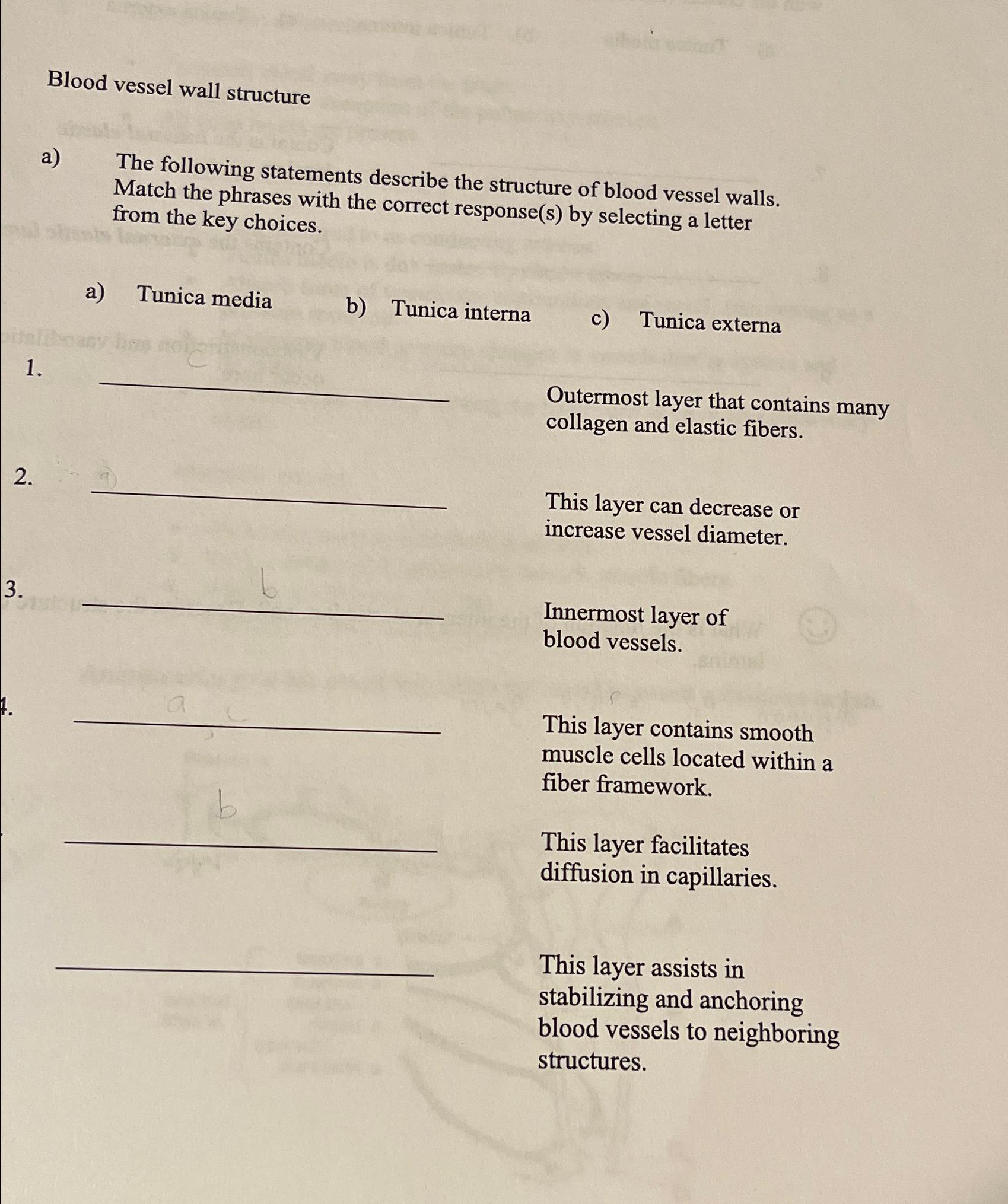 Solved Blood vessel wall structurea) ﻿The following | Chegg.com