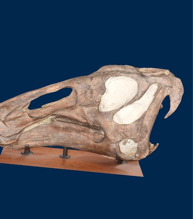 Solved The shape and uniformity of teeth are helpful | Chegg.com