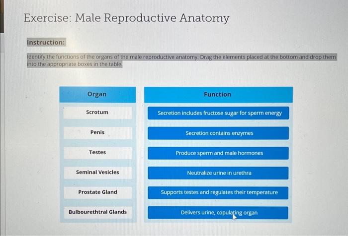 Solved Exercise: Male Reproductive Anatomy Identify the | Chegg.com
