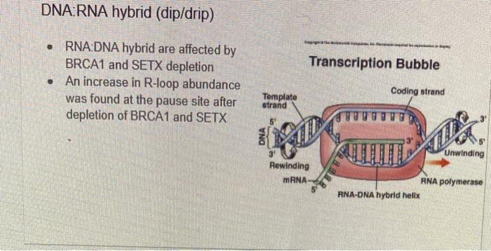 I would just like some explaination on what a DNA:RNA | Chegg.com