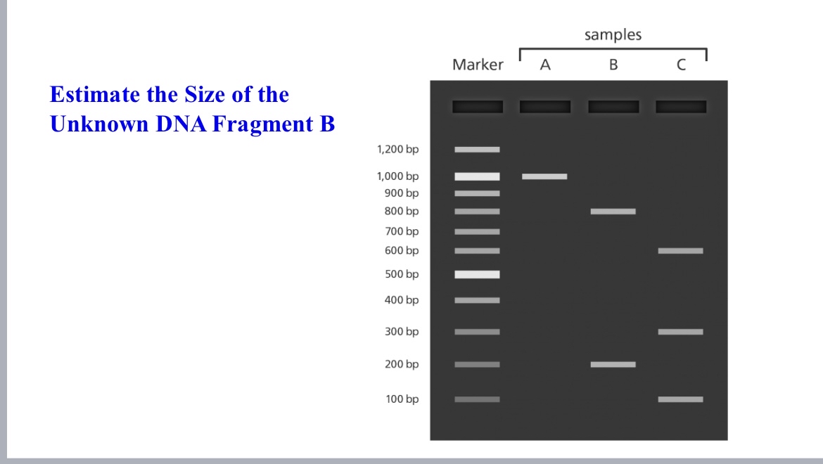 Solved Estimate the size of the unknown DNA fragment B | Chegg.com