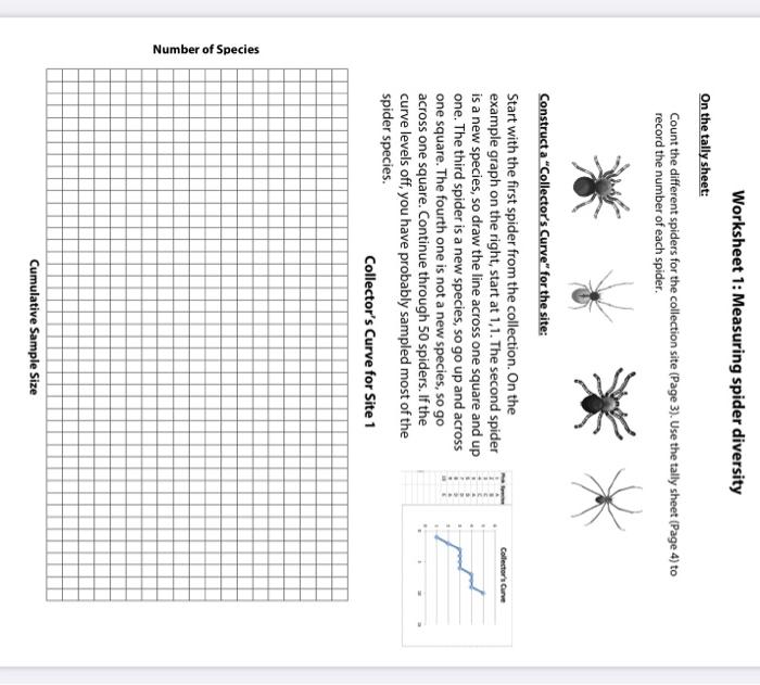 Solved Worksheet 1: Measuring spider diversity On the tally | Chegg.com