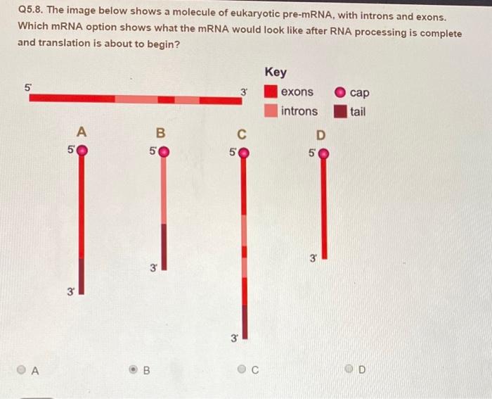 Solved The image below shows a molecule of eukaryotic | Chegg.com