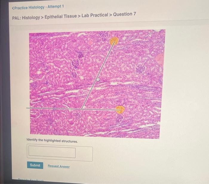 Solved PAL: Histology > Epithelial Tissue > Lab Practical > | Chegg.com