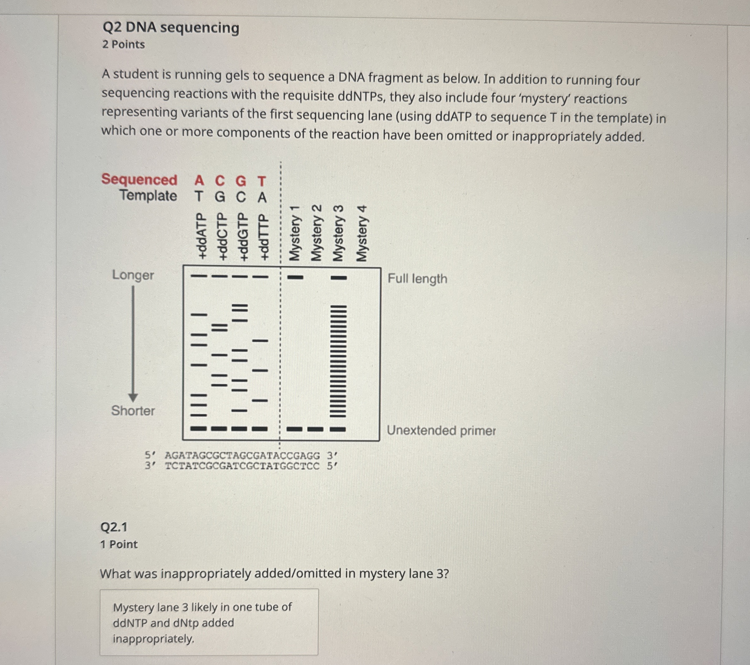 Solved Q2 ﻿DNA sequencing2 ﻿PointsA student is running gels | Chegg.com