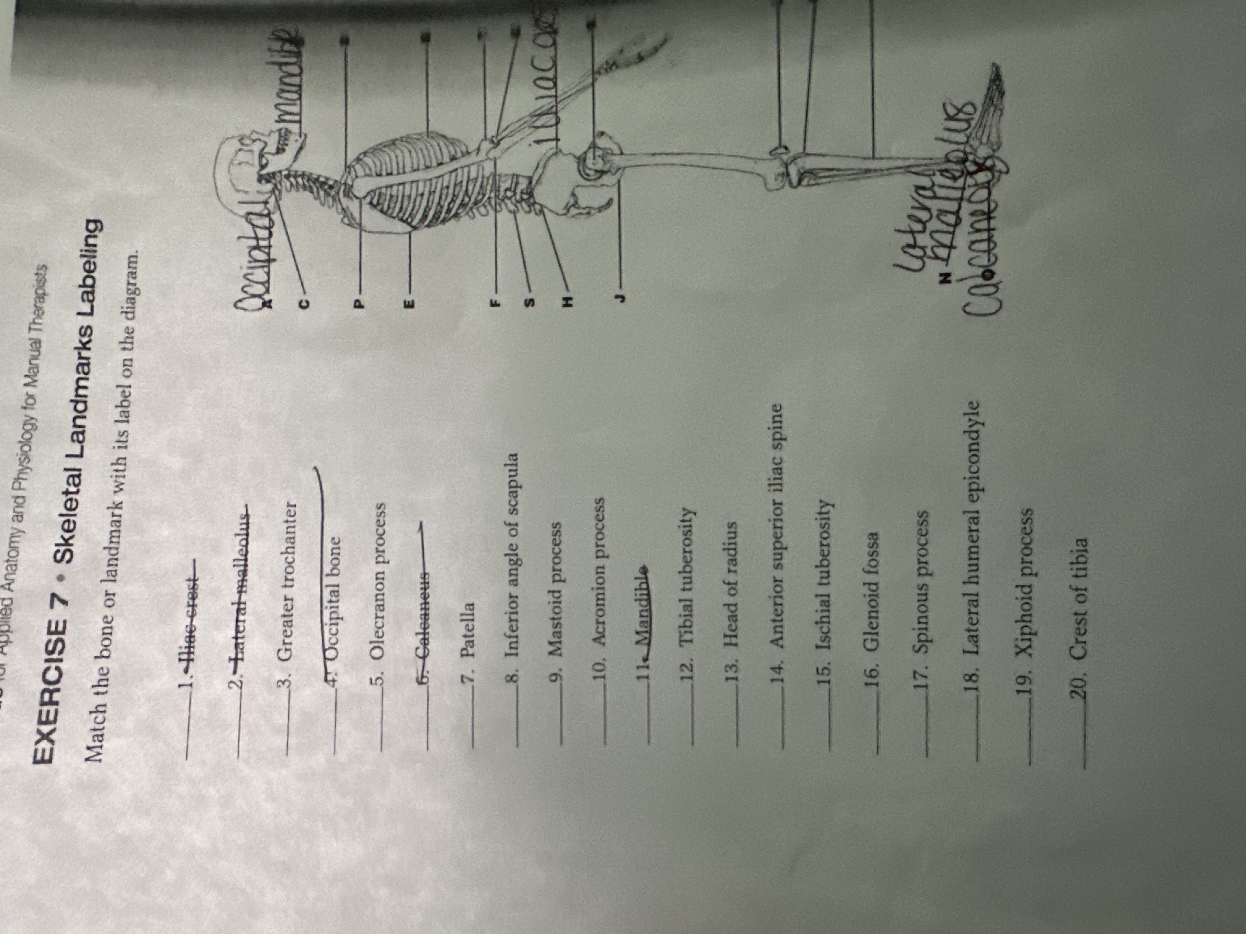 Solved EXERCISE 7* ﻿Skeletal Landmarks LabelingMatch the | Chegg.com