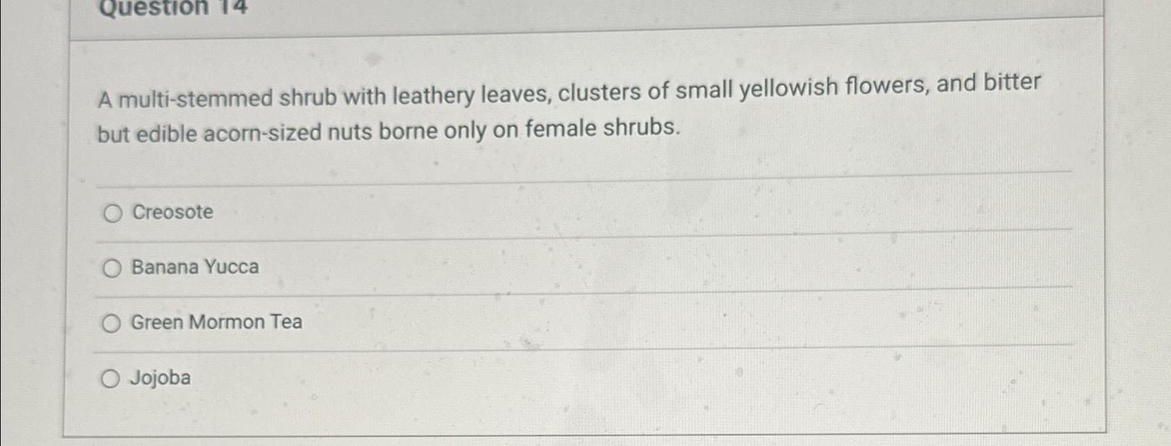 Solved A multi-stemmed shrub with leathery leaves, clusters | Chegg.com