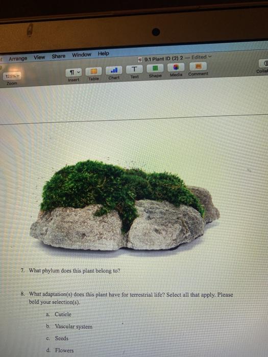 Solved 5. What phylum does this plant belong to? 6. What | Chegg.com