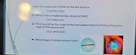 Solved Grven the sequence of DNA on the first strand is:CGA | Chegg.com