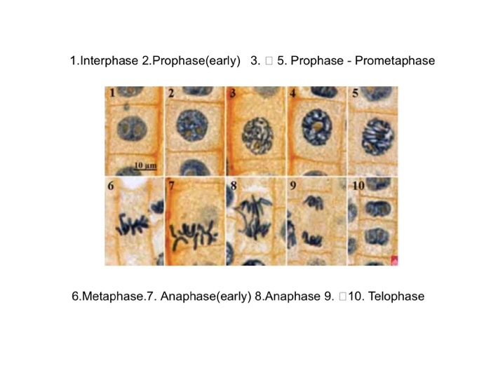 Solved Count How Many Cells Are In Each Of The Mitosis Chegg