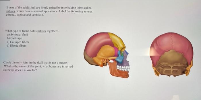 Solved Bones of the adult skull are firmly united by | Chegg.com
