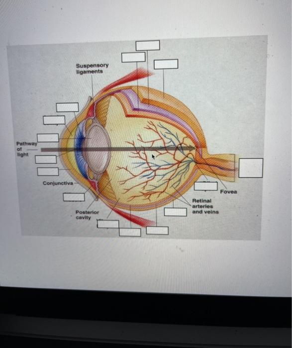 Solved Suspensory ligaments Pathway of light Conjunctiva | Chegg.com