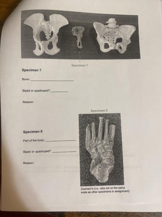 Solved Specimen 7 Specimen 7 Bone: Biped or quadruped? | Chegg.com