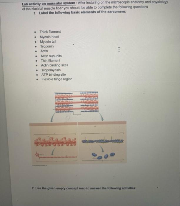 Solved Lab activity on muscular system : After lecturing on | Chegg.com
