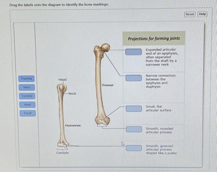 Solved Drag the labels onto the diagram to identify the bone | Chegg.com