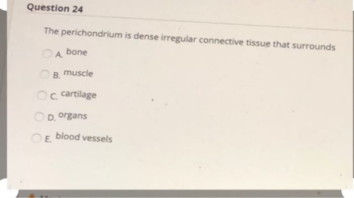 Solved Question 24 The perichondrium is dense irregular | Chegg.com