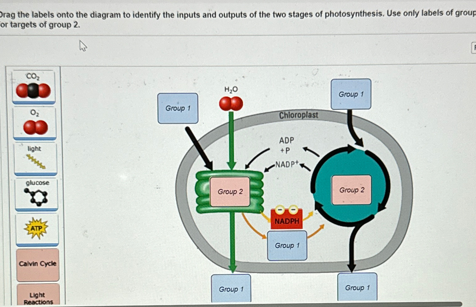 Solved Jrag the labels onto the diagram to identify the | Chegg.com