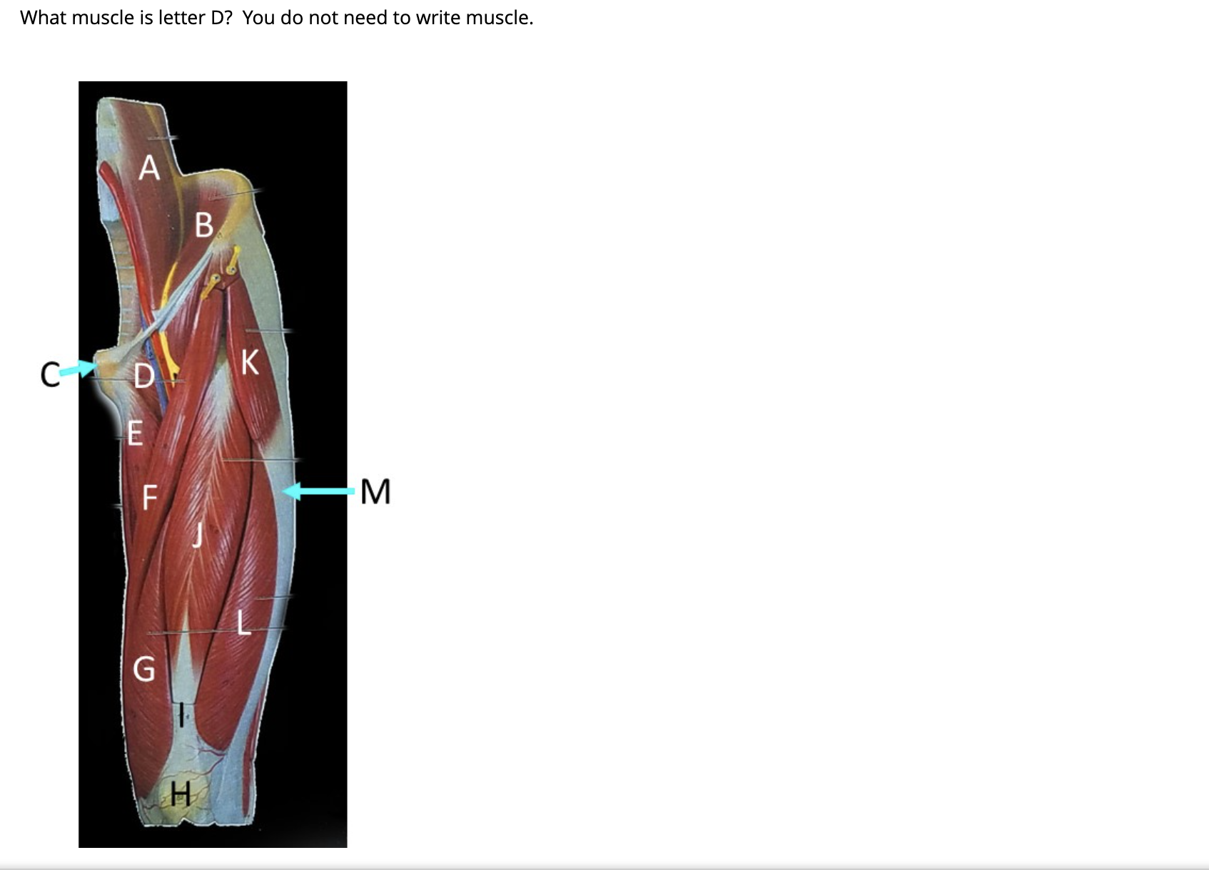 Solved by an EXPERT What muscle is letter D? ﻿You do not need to write ...